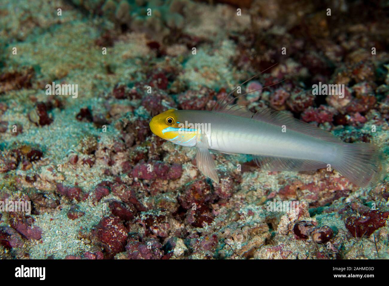 Valenciennea strigata is a species of fish in the family Gobiidae, the ...