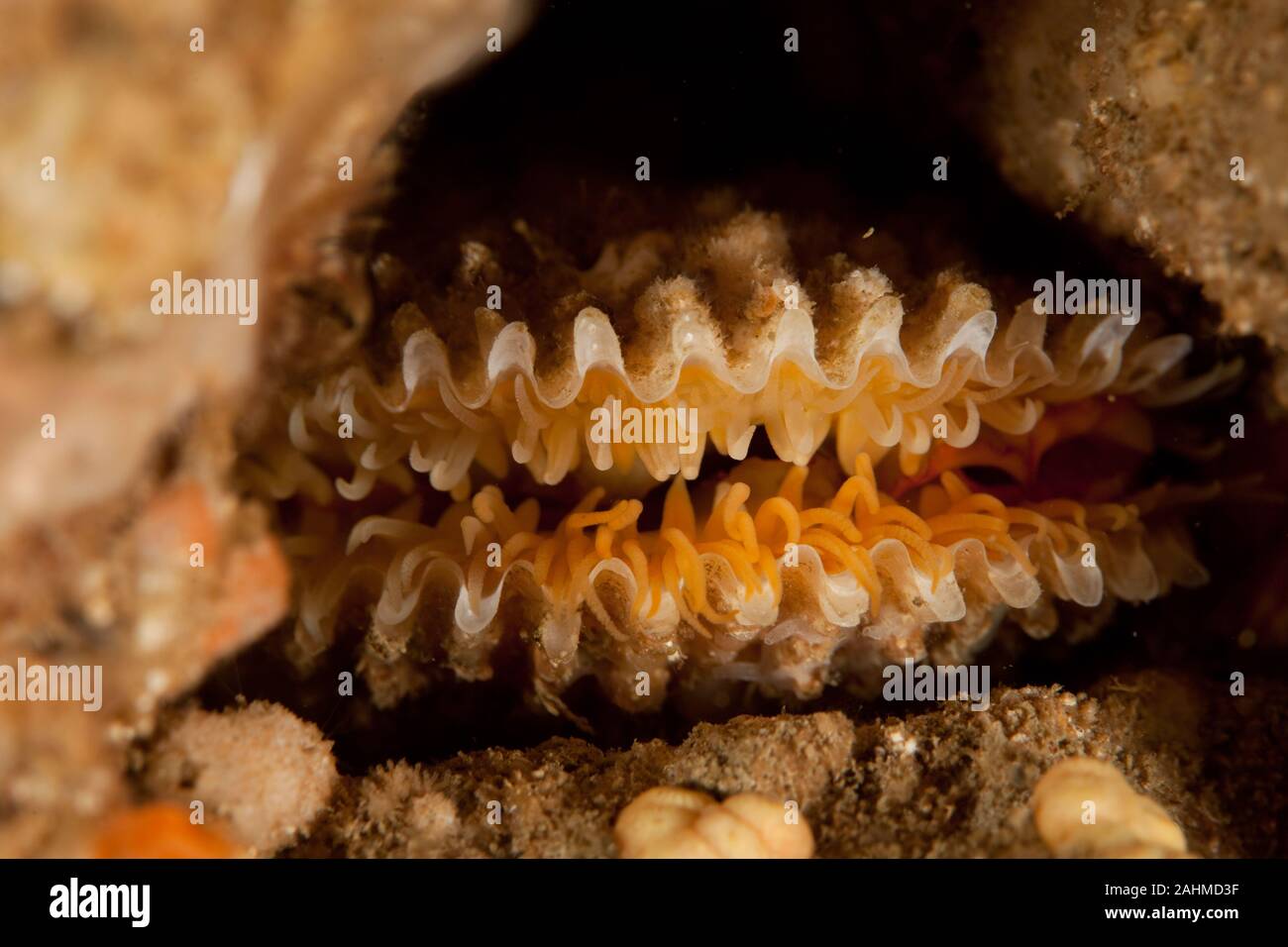 Lima lima, or the spiny fileclam, is a species of bivalve mollusc in ...