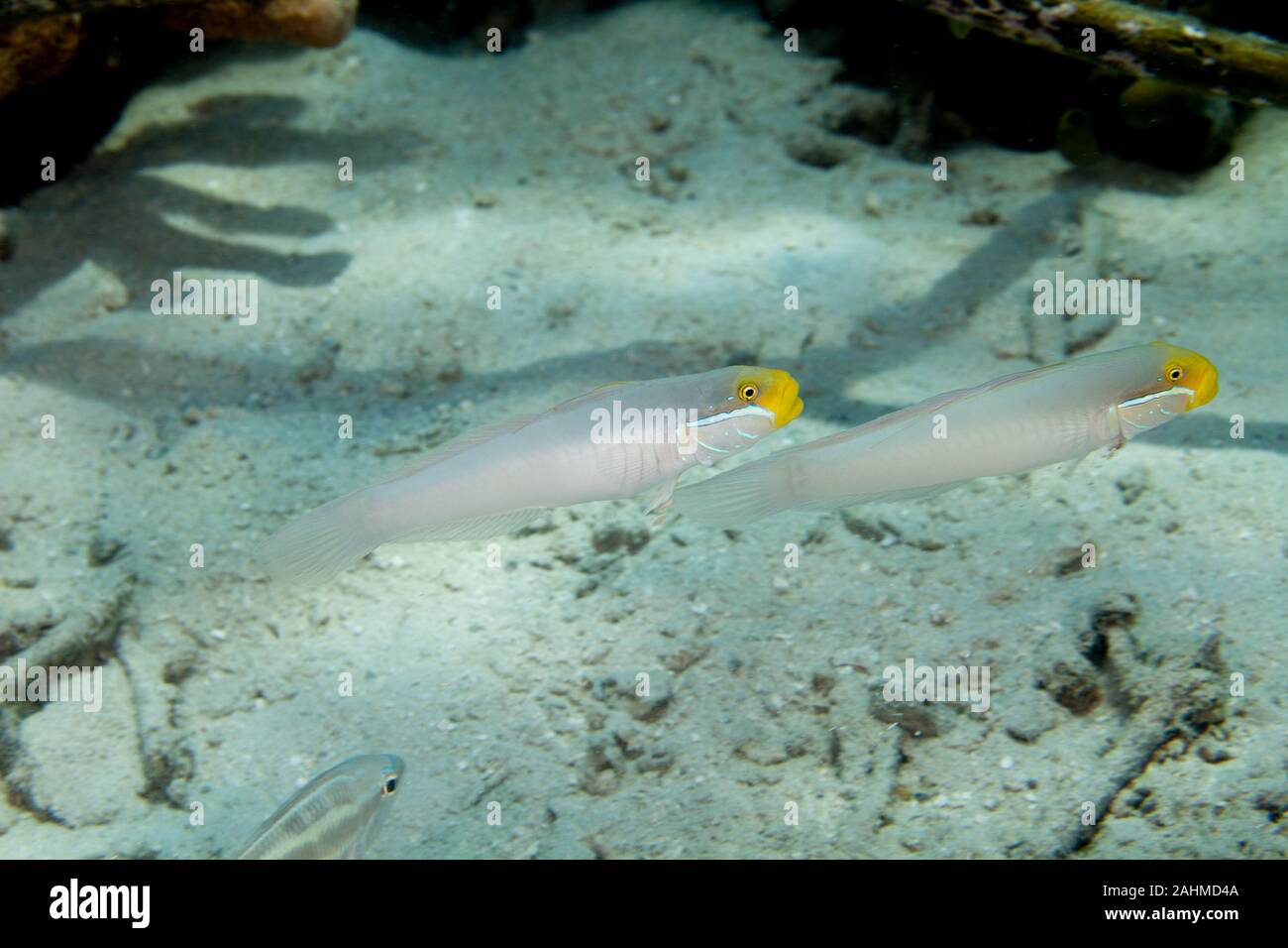 Valenciennea strigata is a species of fish in the family Gobiidae, the ...