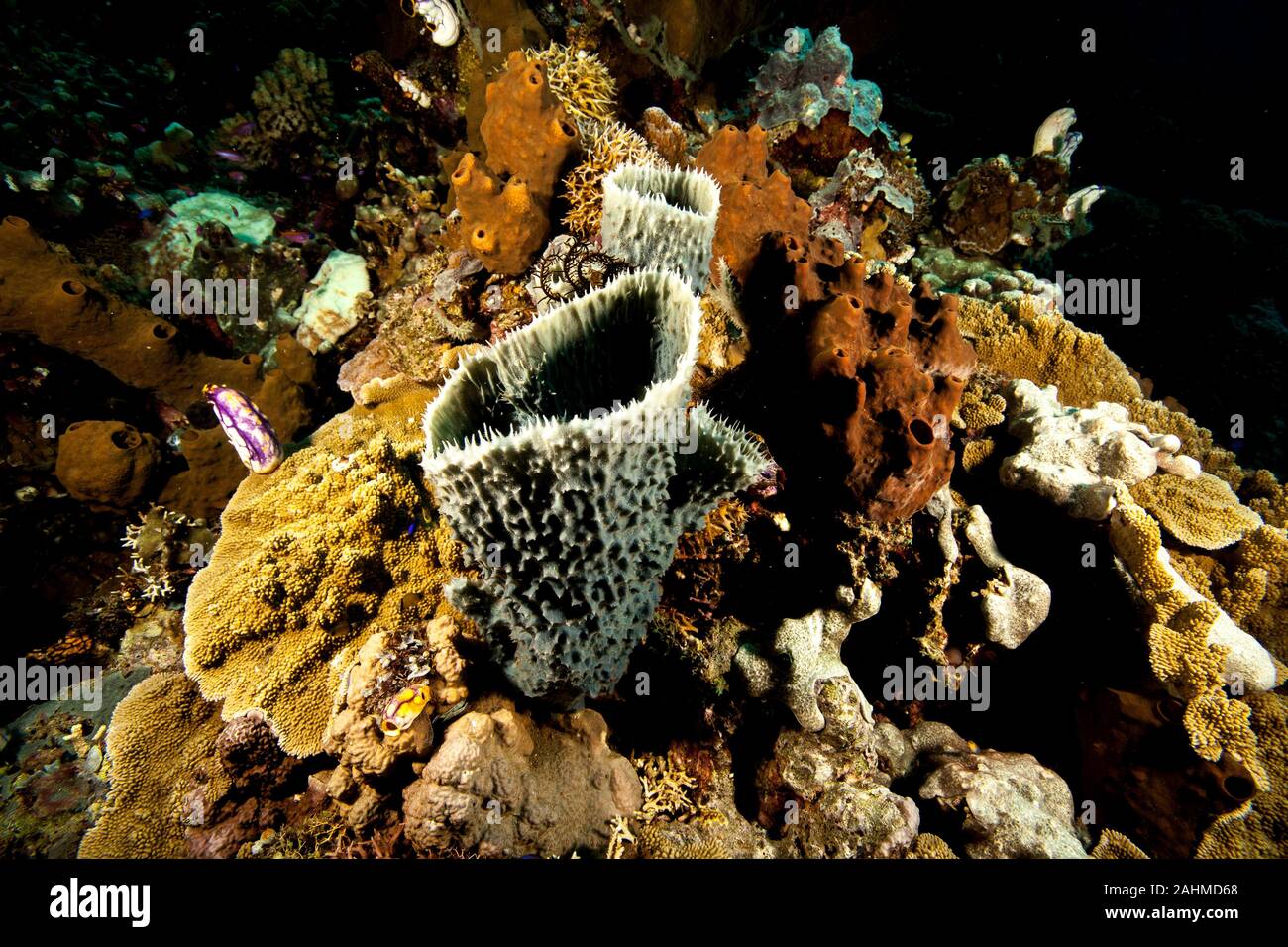 Sponges at a coral reef Stock Photo - Alamy