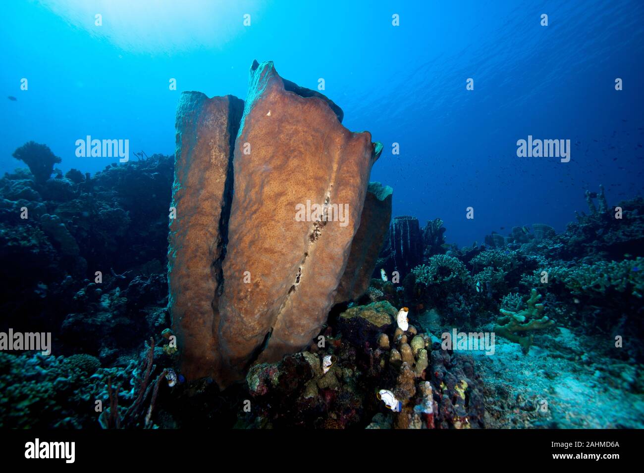 Red sea sponge barrel blue hi-res stock photography and images - Alamy