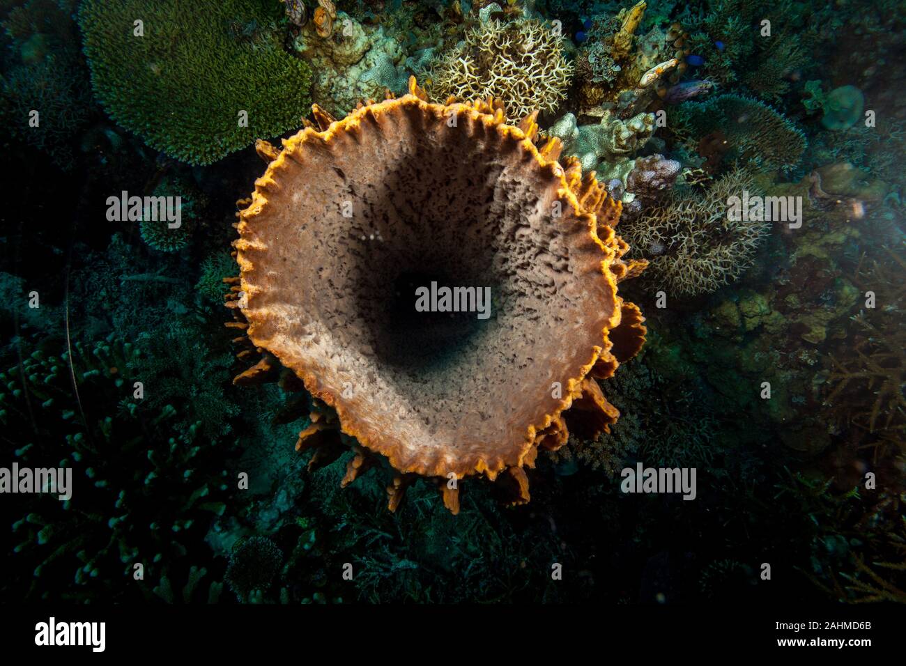 Red sea sponge barrel blue hi-res stock photography and images - Alamy