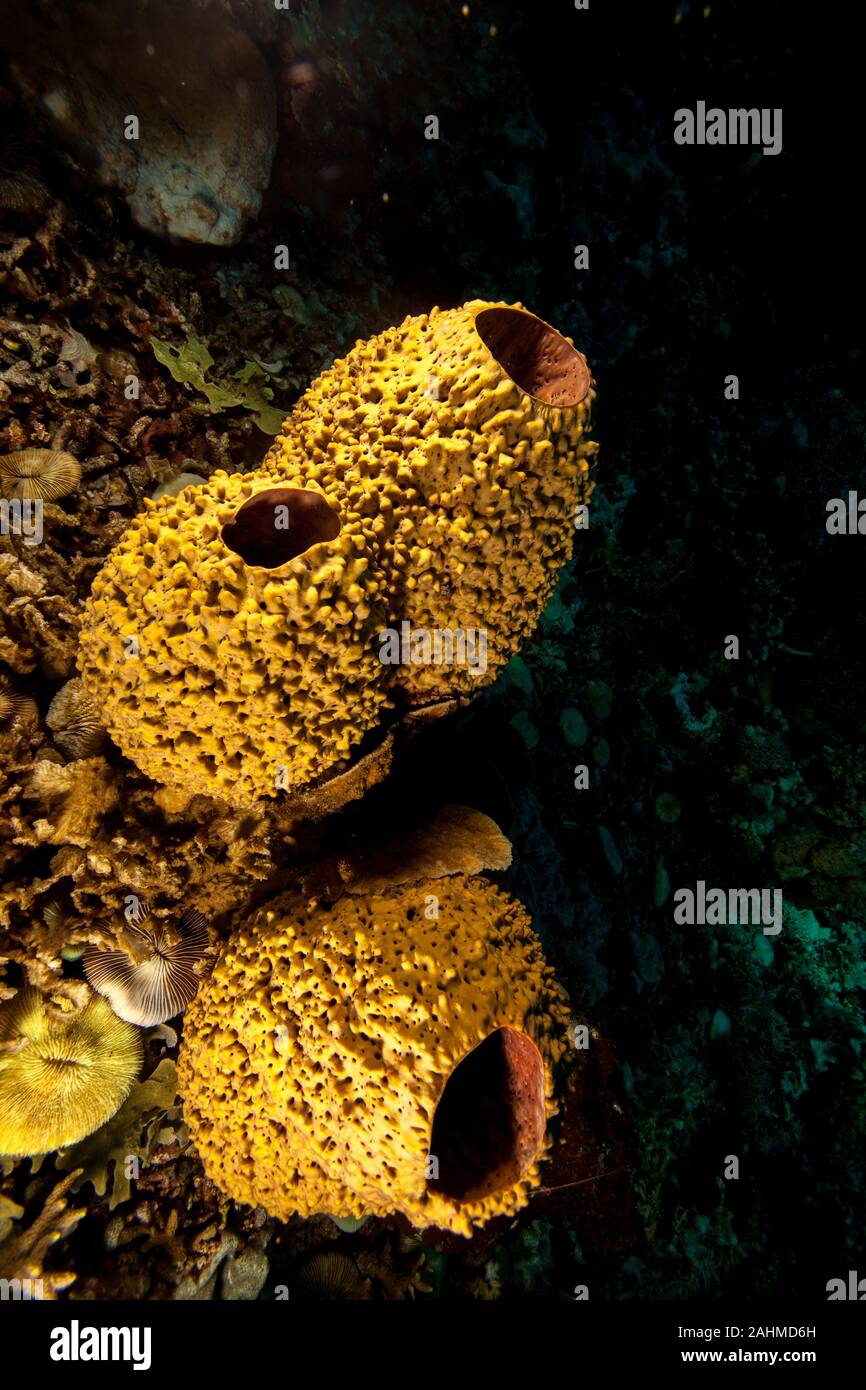 Sponges at a coral reef Stock Photo - Alamy