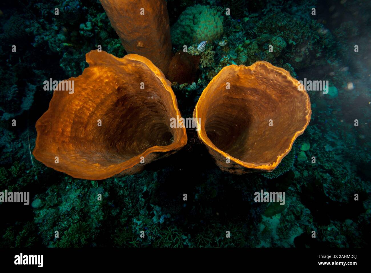 Giant Sponge on wall Stock Photo - Alamy