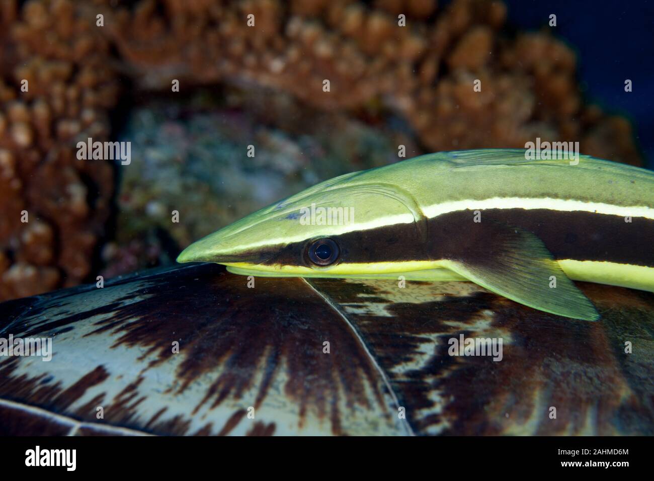 The live sharksucker or slender sharksucker on a turtle (Echeneis ...