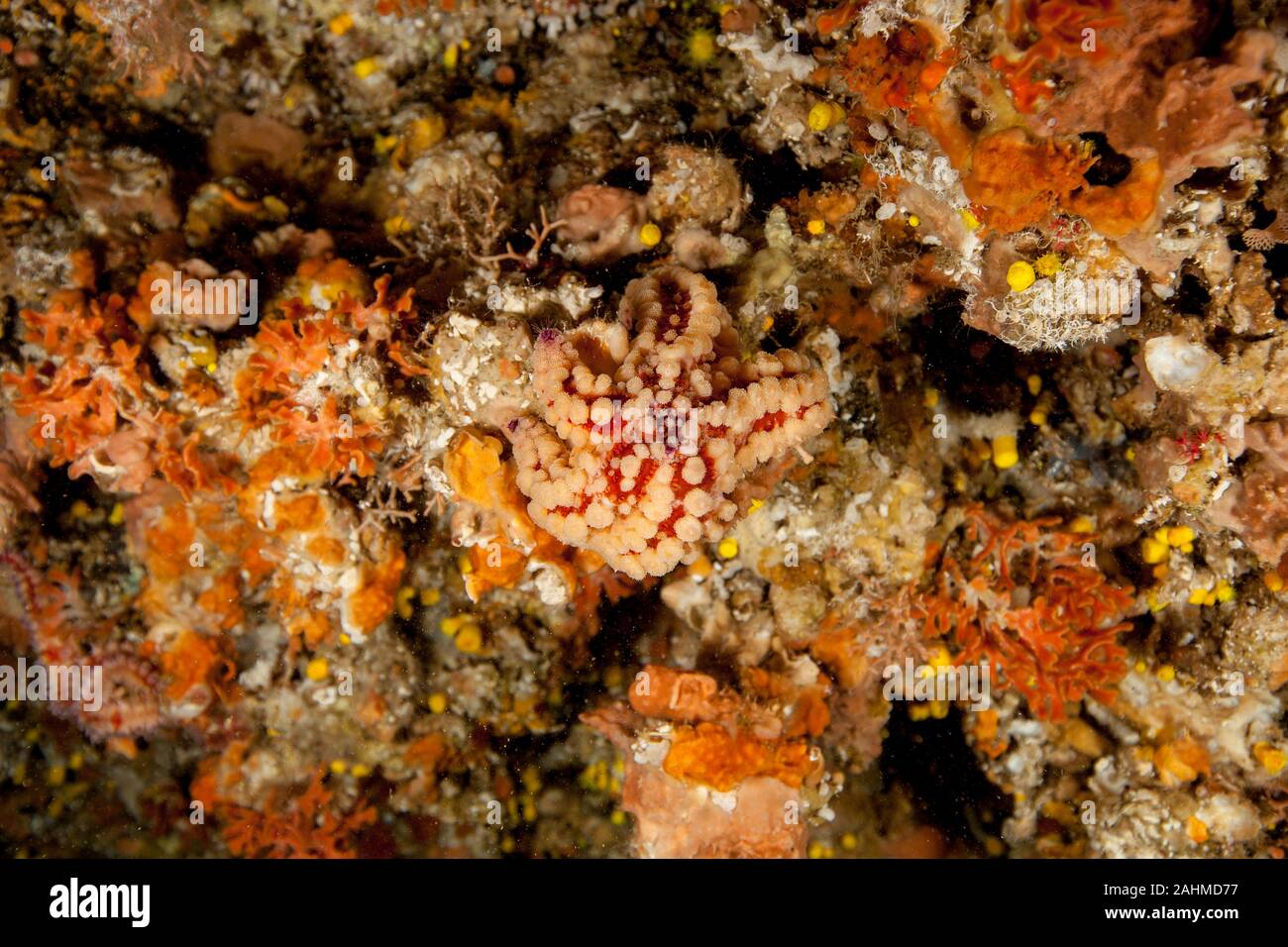 Coscinasterias tenuispina is a starfish in the family Asteriidae Stock ...