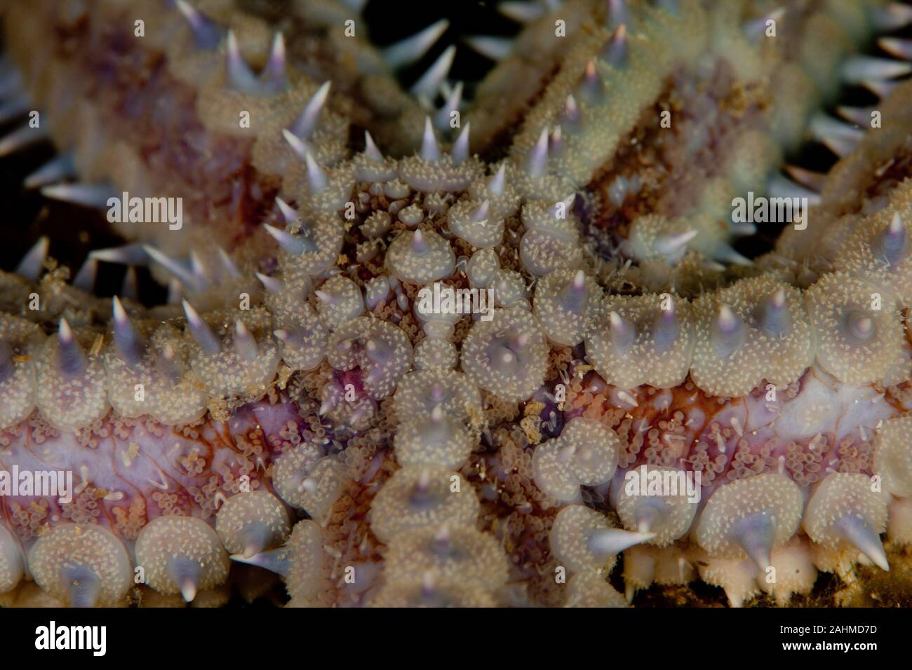 Coscinasterias tenuispina is a starfish in the family Asteriidae Stock ...