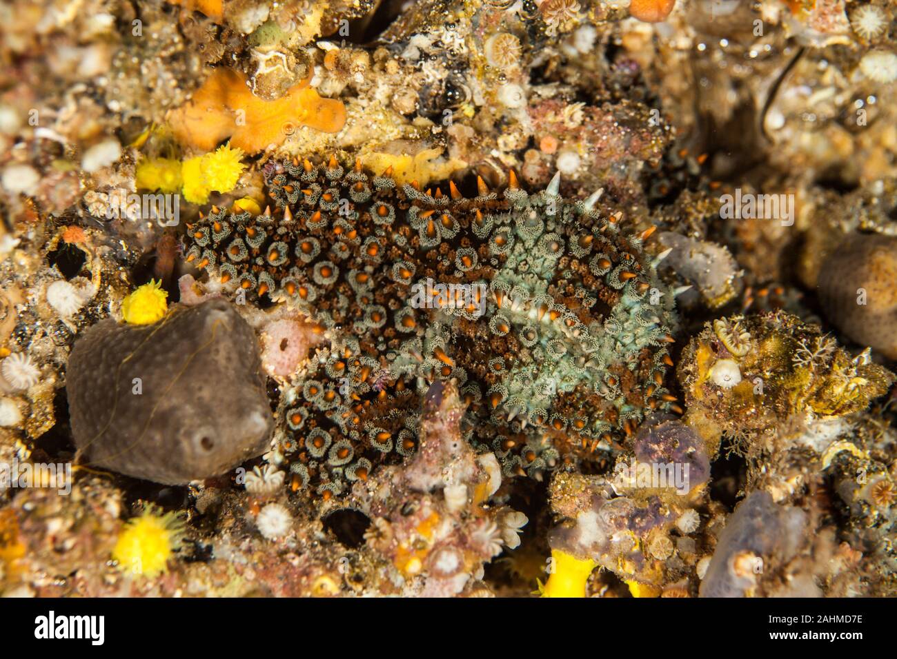 Coscinasterias tenuispina is a starfish in the family Asteriidae Stock ...