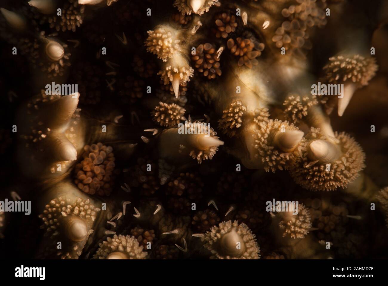 Coscinasterias tenuispina is a starfish in the family Asteriidae Stock ...