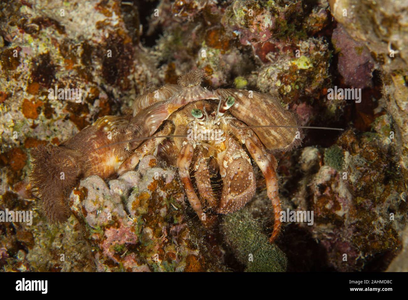Dardanus tinctor, the anemone hermit crab, is a species of marine ...