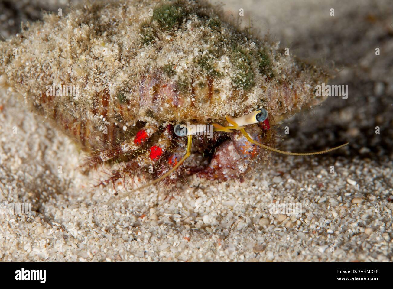 Hermit crab, is a species of marine hermit crab Stock Photo - Alamy