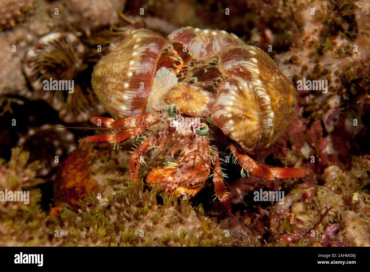 Hermit crab, is a species of marine hermit crab Stock Photo - Alamy