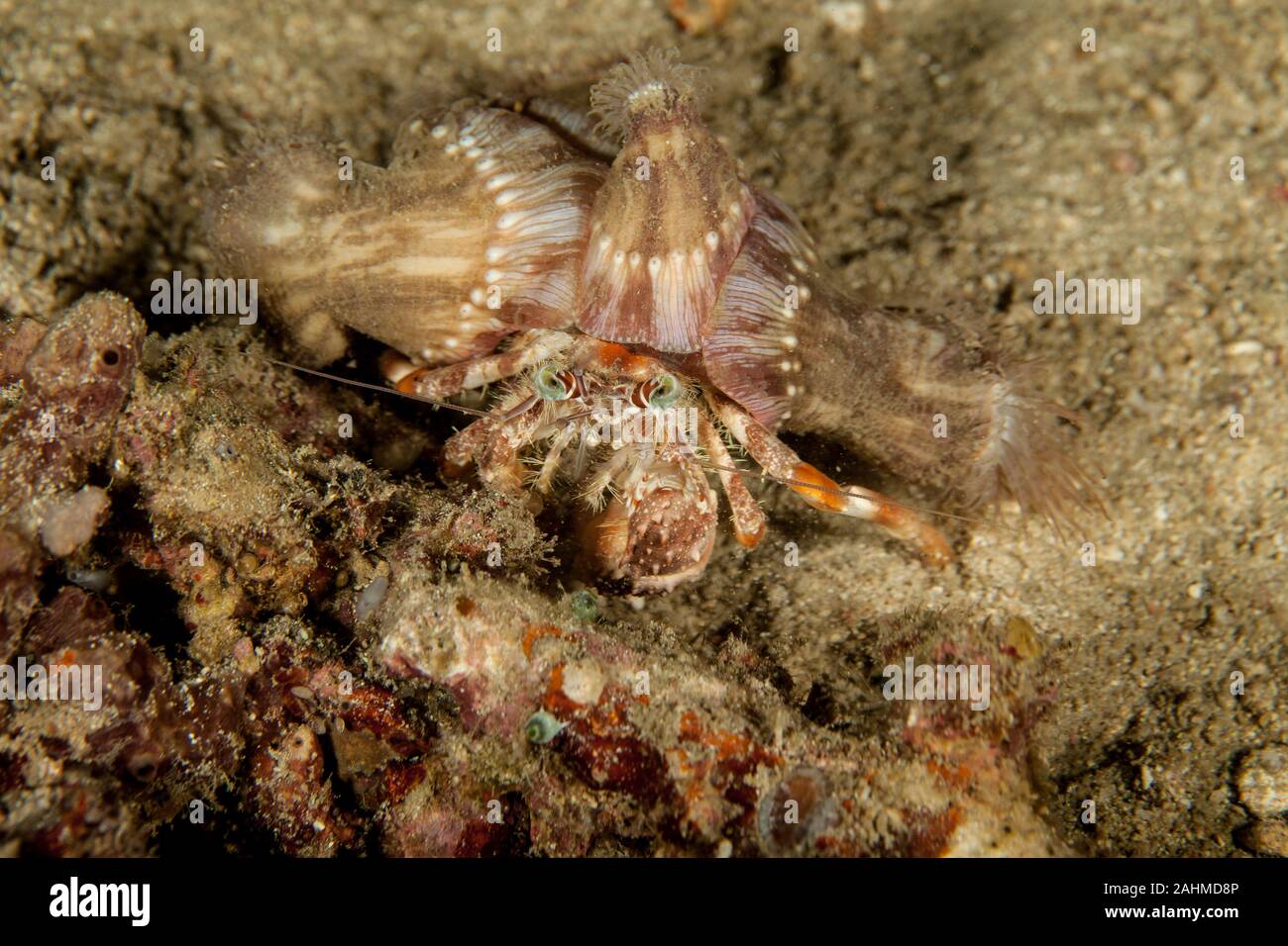 Dardanus tinctor, the anemone hermit crab, is a species of marine ...