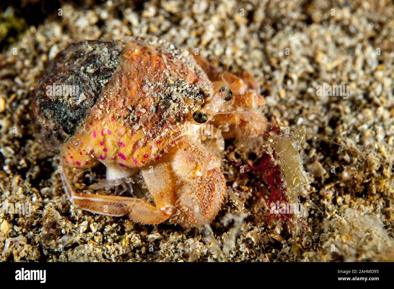 Pagurus prideaux is a species of hermit crab in the family Paguridae ...