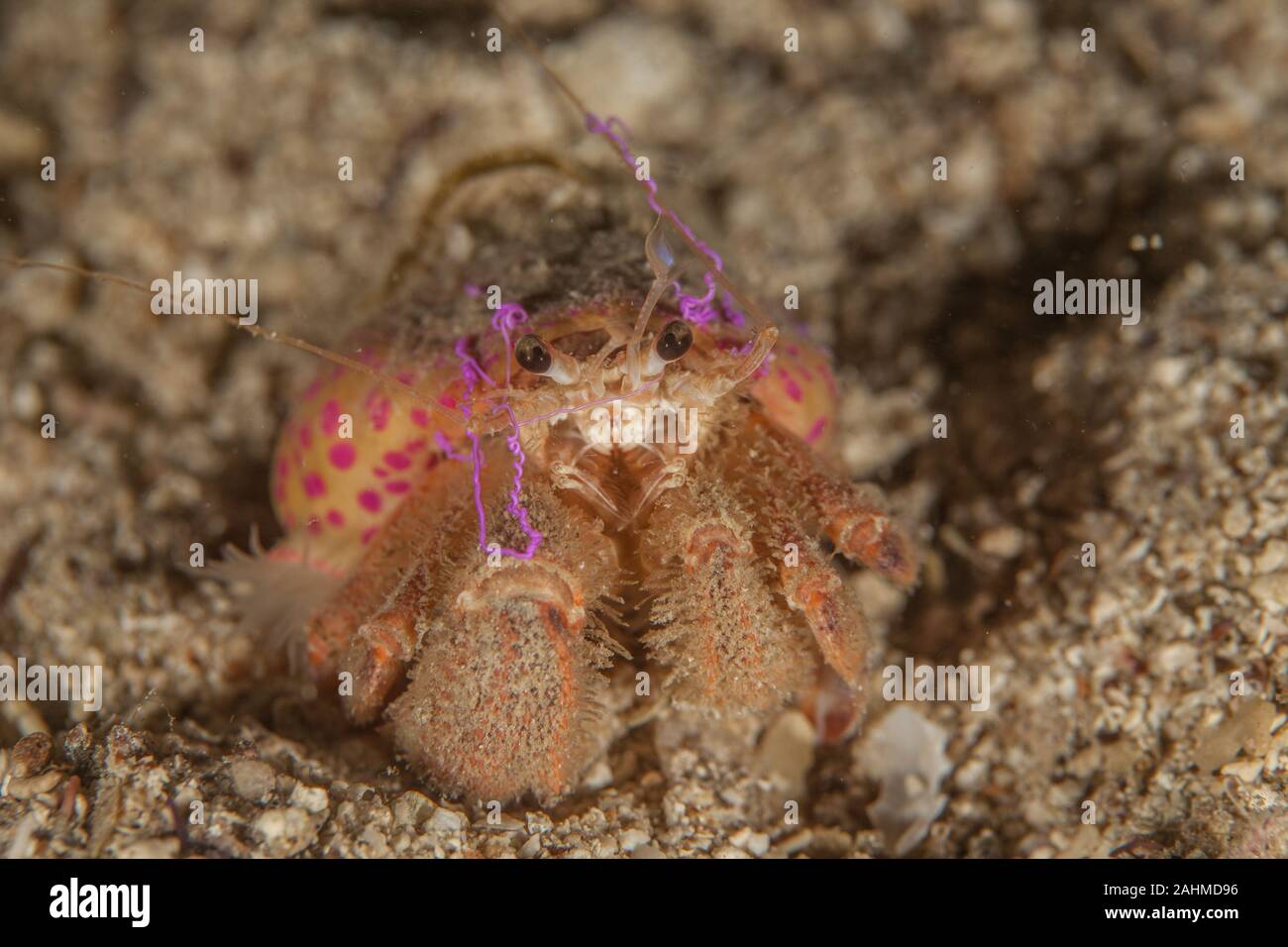 Pink hermit crab hi-res stock photography and images - Alamy
