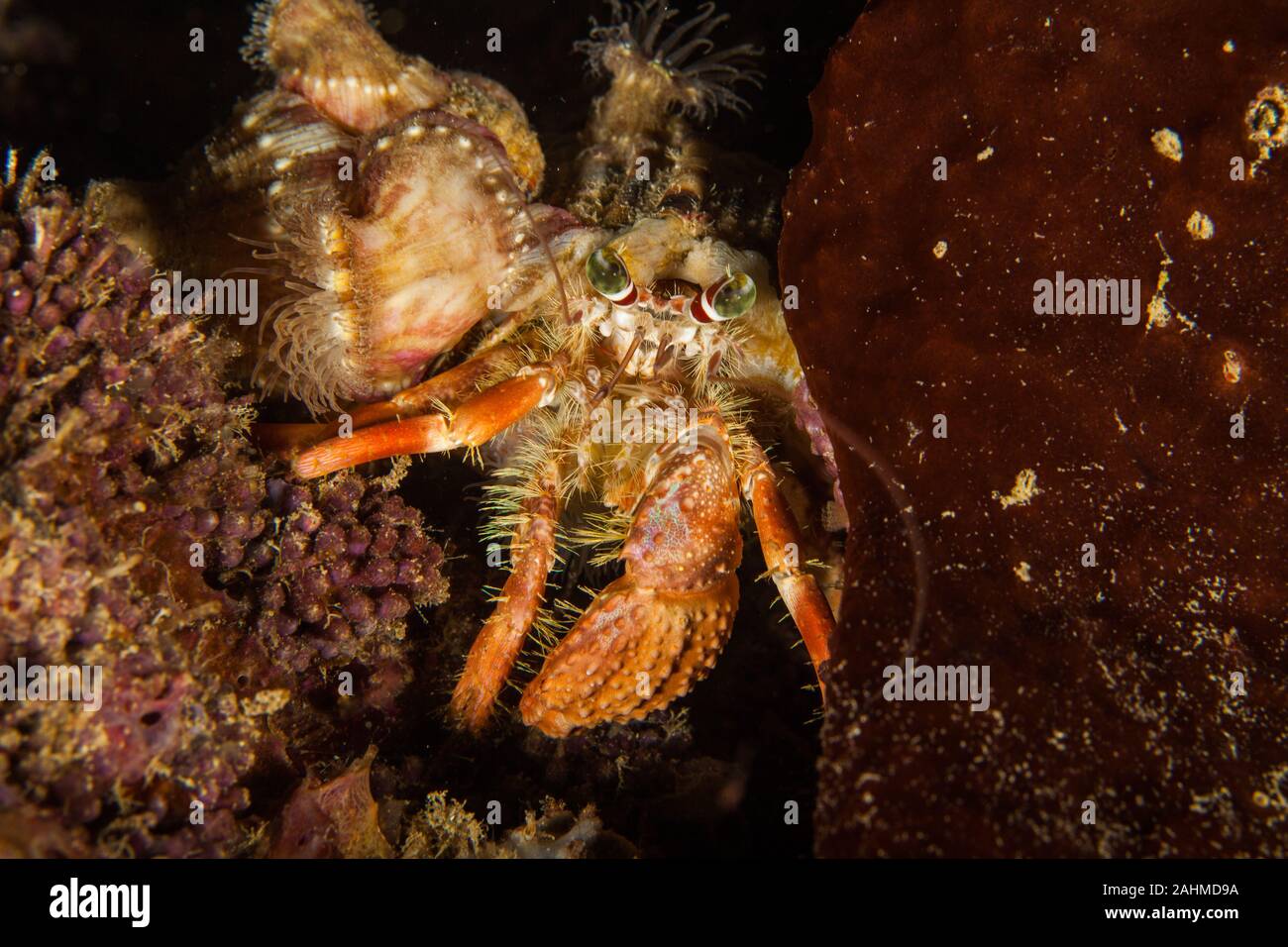 Dardanus tinctor, the anemone hermit crab, is a species of marine ...