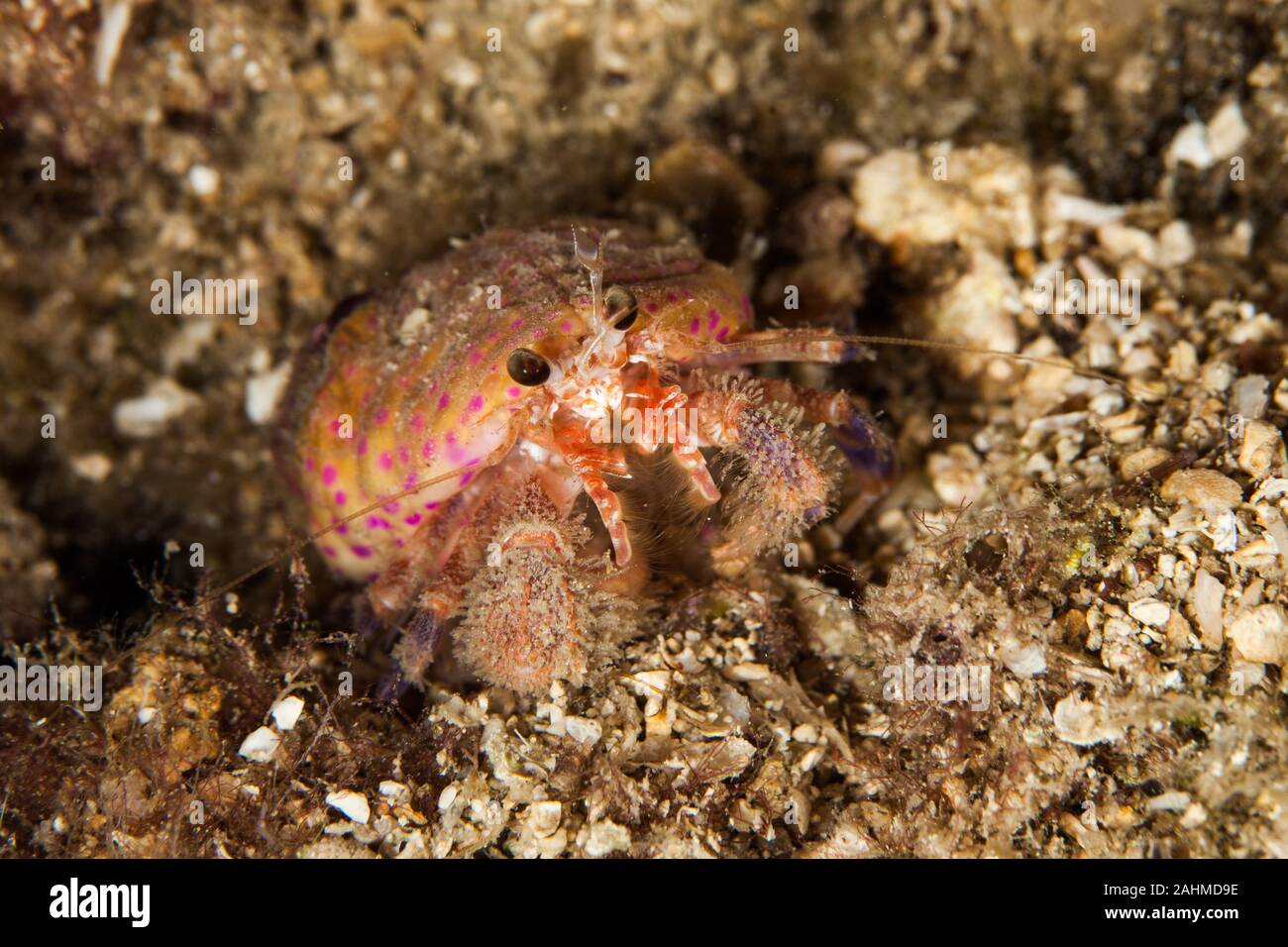 Pagurus prideaux is a species of hermit crab in the family Paguridae ...