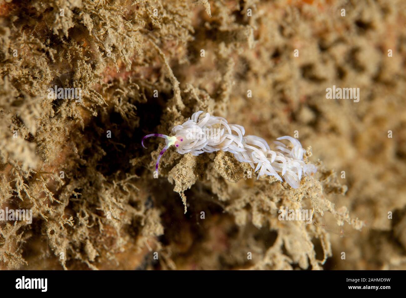Pteraeolidia ianthina is a sea slug, an aeolid nudibranch, a marine ...