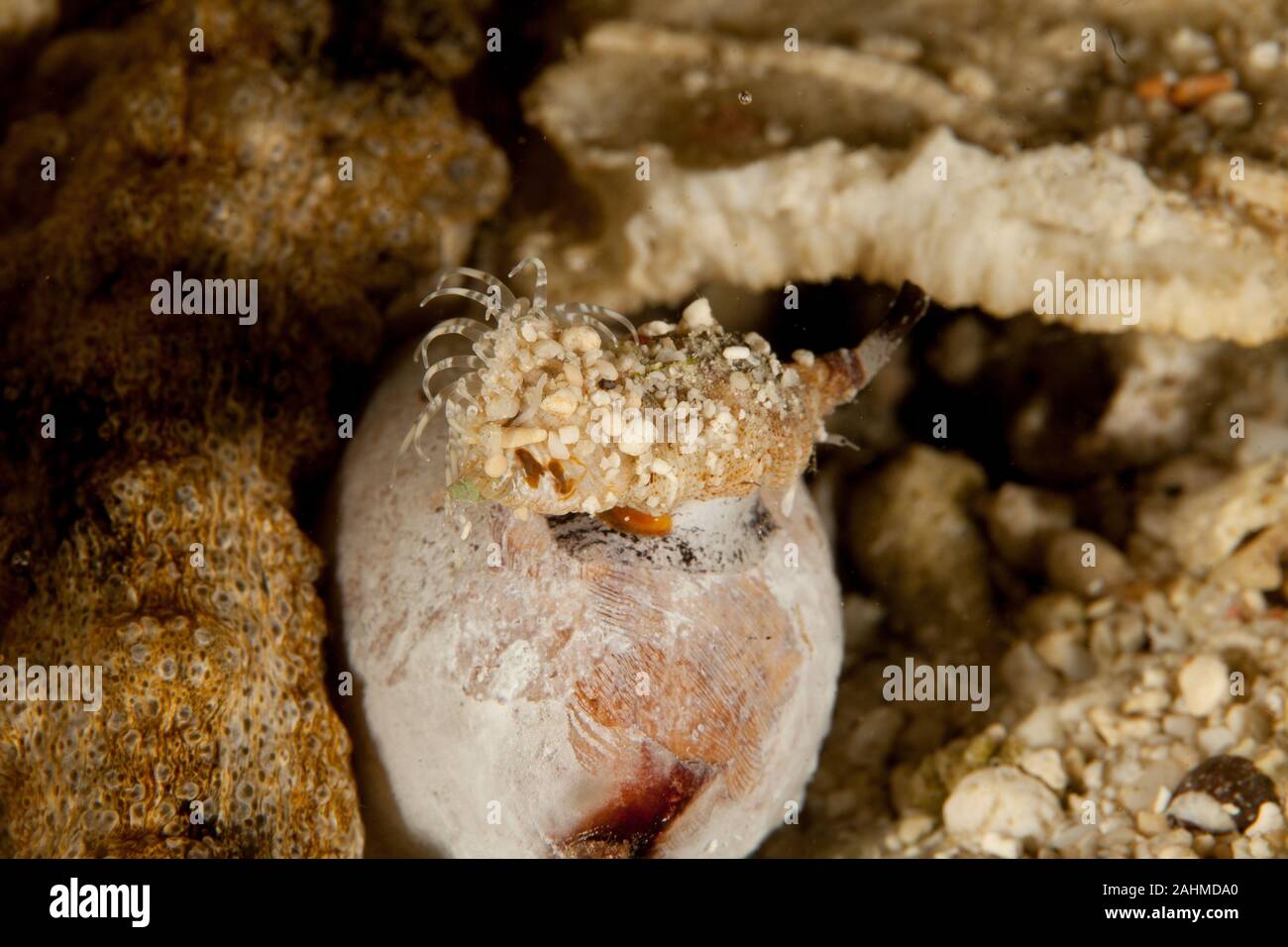 Tiger Anemone High Resolution Stock Photography and Images - Alamy