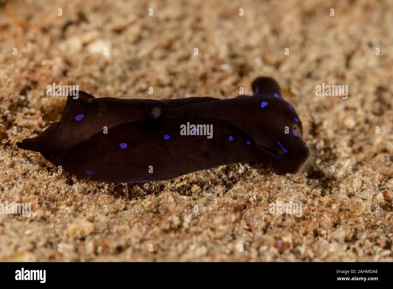 Chelidonura livida is a species of sea slug, or "headshield slug", a ...