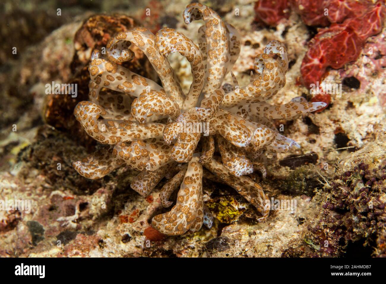 Phyllodesmium longicirrum, common name the solar-powered phyllodesmium ...