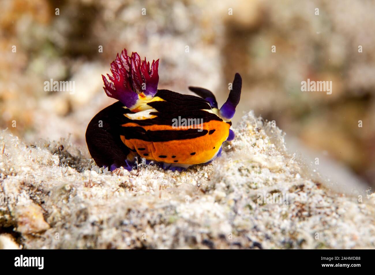 Nembrotha megalocera is a species of colourful sea slug, a dorid ...