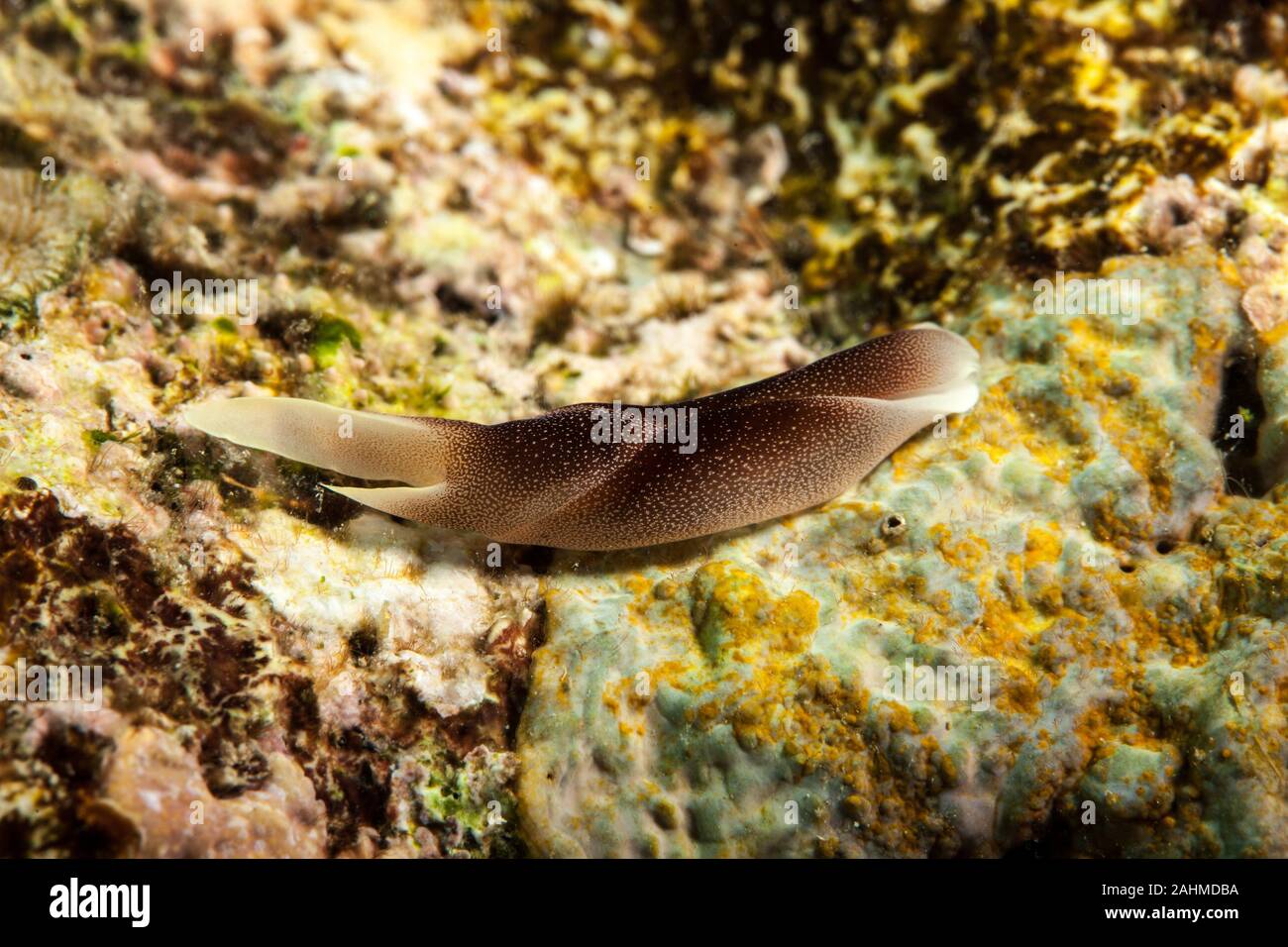 Lovely Headshield Slug, Chelidonura amoena Stock Photo - Alamy