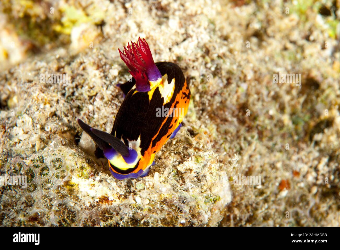 Nembrotha megalocera is a species of colourful sea slug, a dorid ...