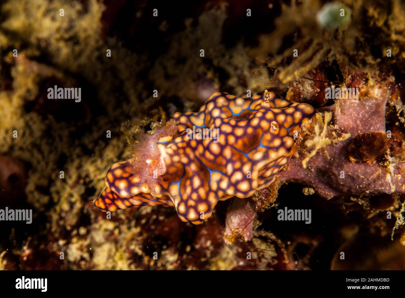 Miamira sinuata is a species of colorful dorid nudibranch, a sea slug ...
