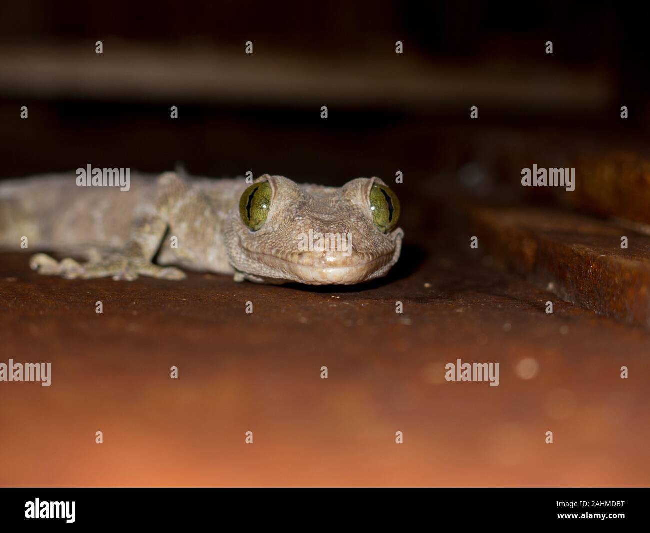 Gecko big, Sulawesi Stock Photo - Alamy