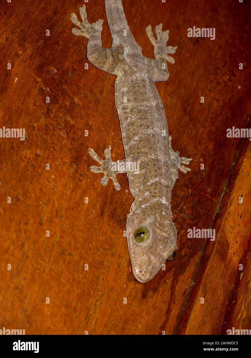 Gecko big, Sulawesi Stock Photo - Alamy