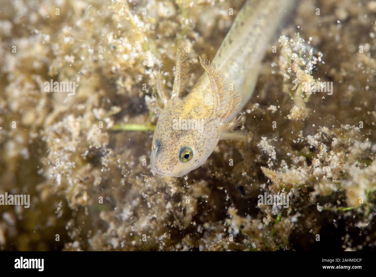 Great crested newt larvae hi-res stock photography and images - Alamy