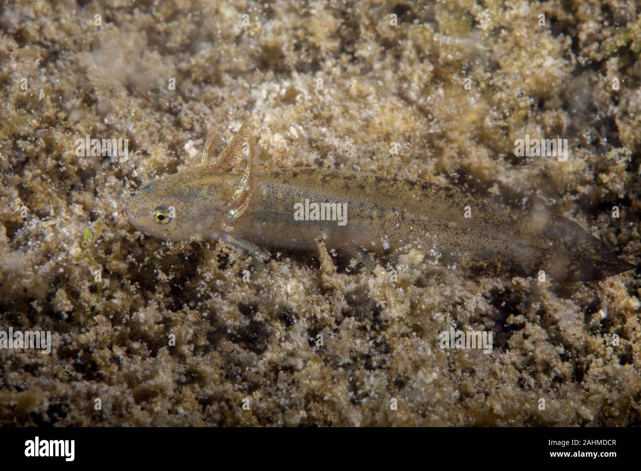 Great crested newt larvae hi-res stock photography and images - Alamy