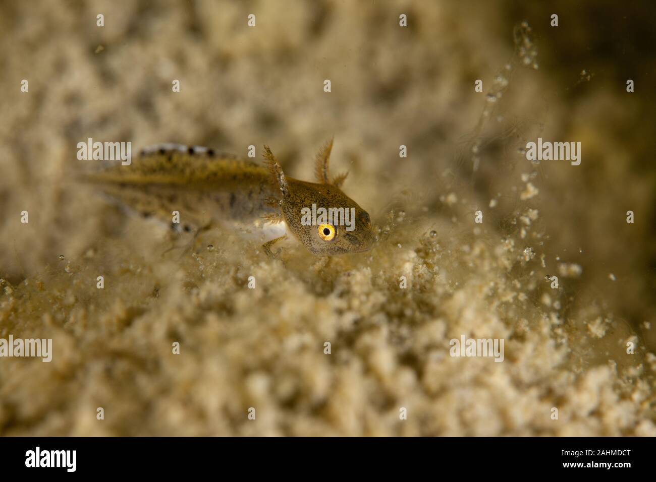 Great crested newt larvae hi-res stock photography and images - Alamy