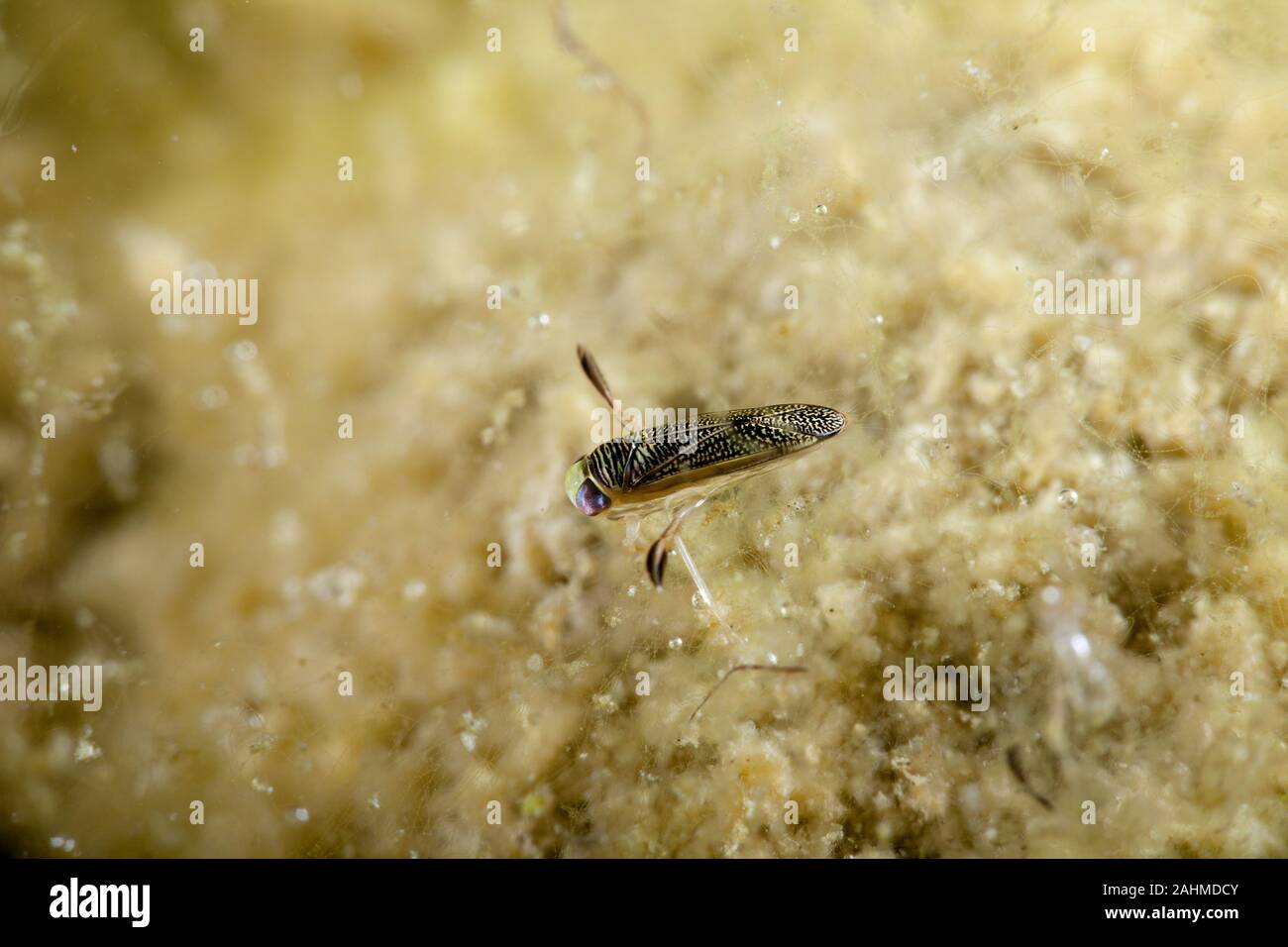 Notonectidae is a cosmopolitan family of aquatic insects in the order ...