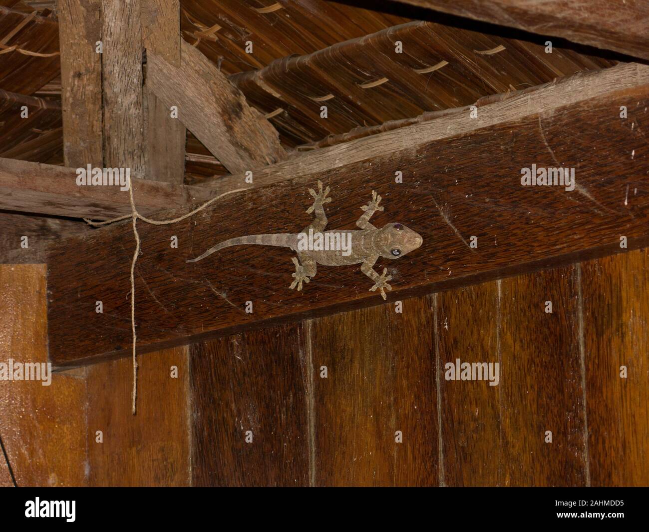 Gecko big, Sulawesi Stock Photo - Alamy