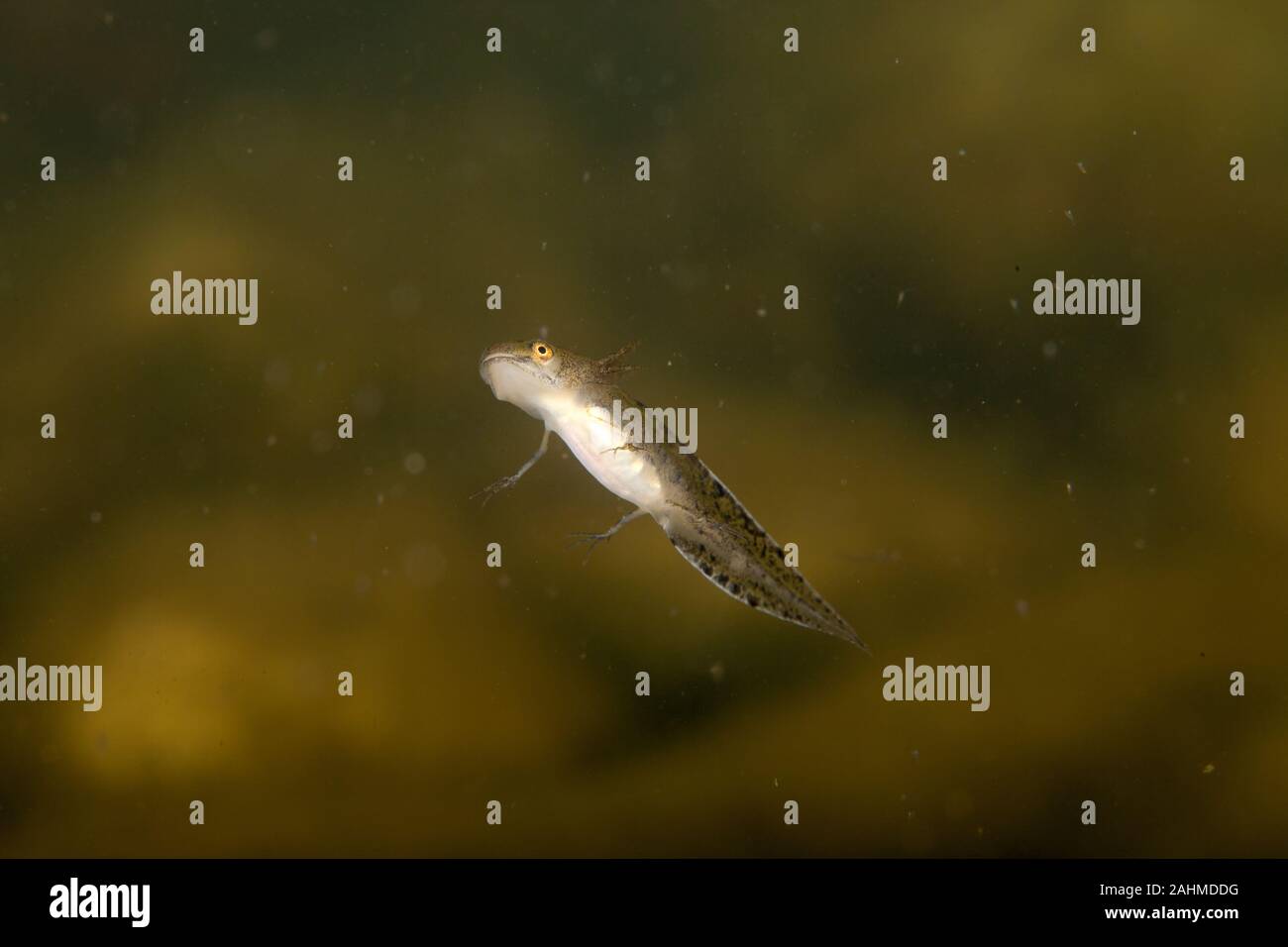 Newt, Young larva Stock Photo - Alamy