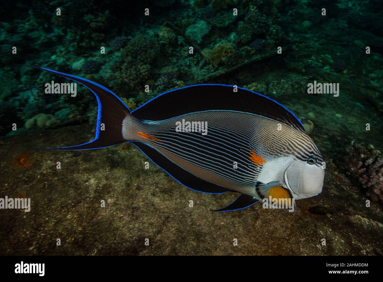 Surgeonfish fiji hi-res stock photography and images - Alamy