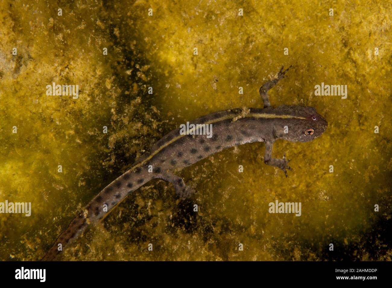 A newt is a salamander in the subfamily Pleurodelinae Stock Photo - Alamy