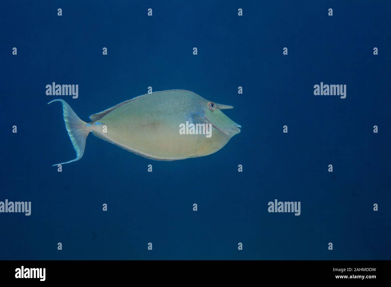 short-nosed unicornfish or spotted unicornfish Naso brevirostris Stock ...