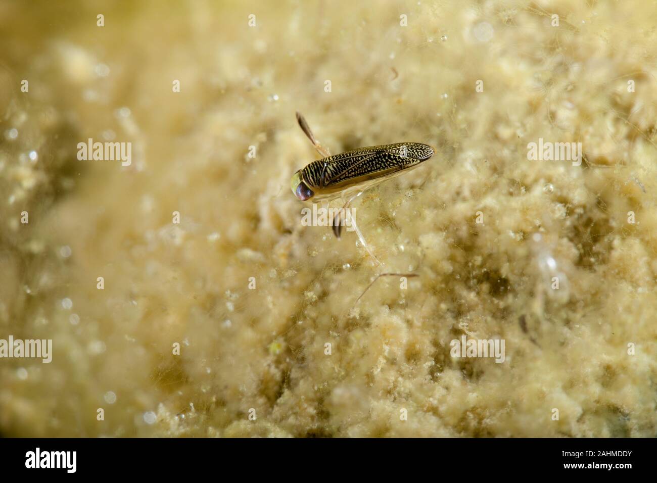 Aquatic Hemiptera Larvae