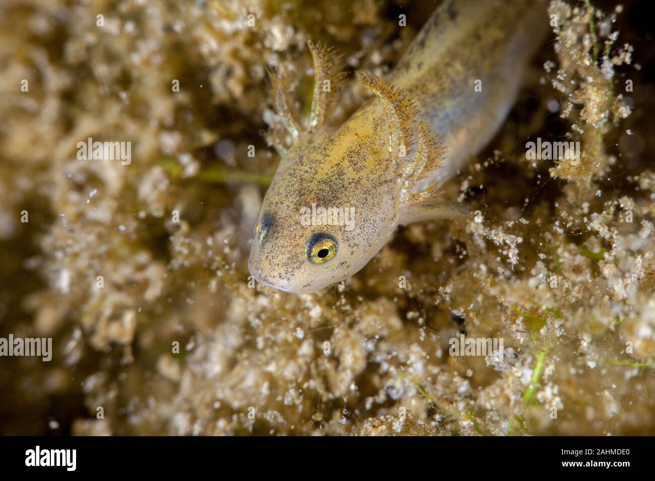 Great crested newt larvae hi-res stock photography and images - Alamy