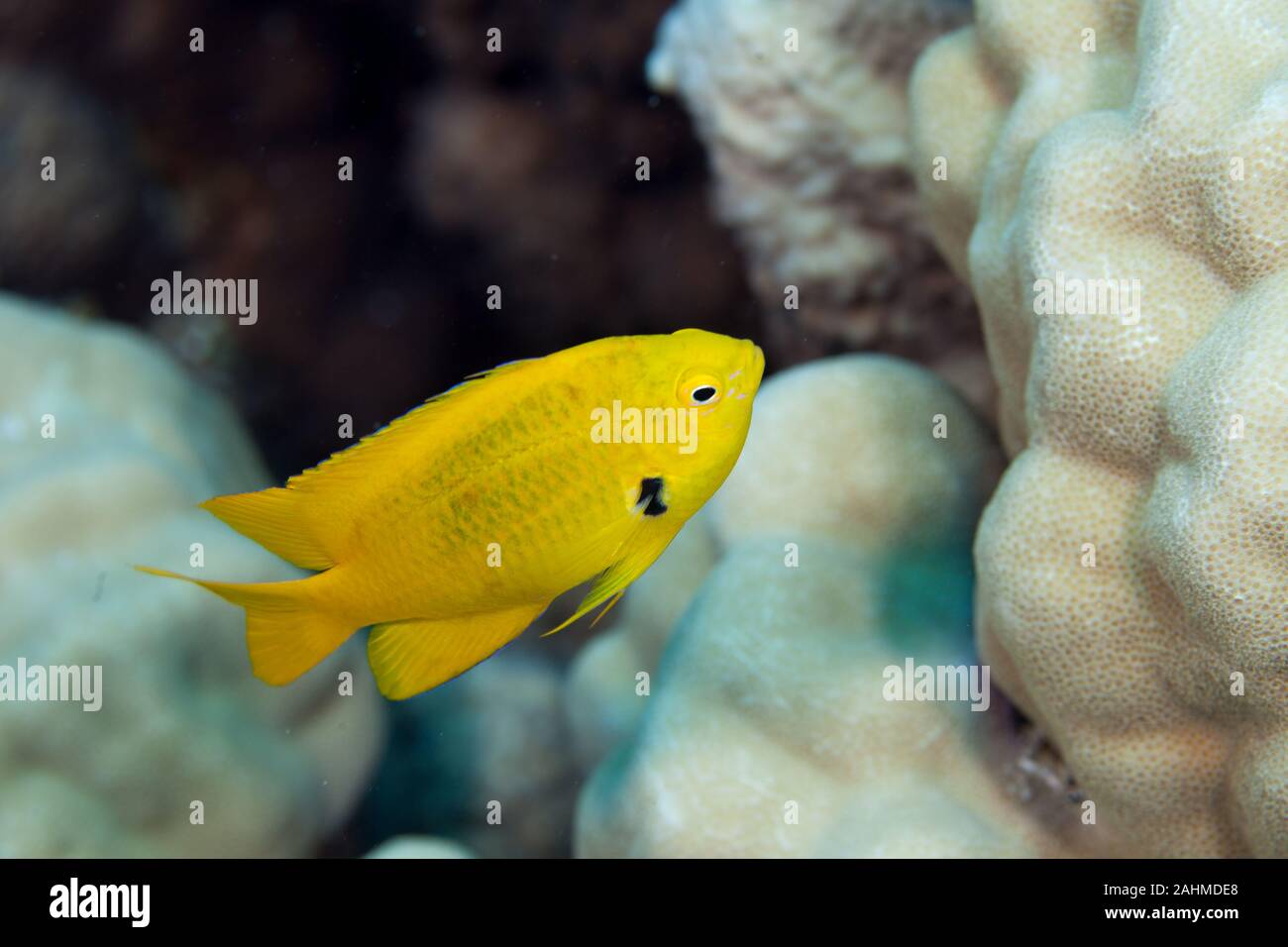 Yellow Coral Fish Stock Photo - Alamy