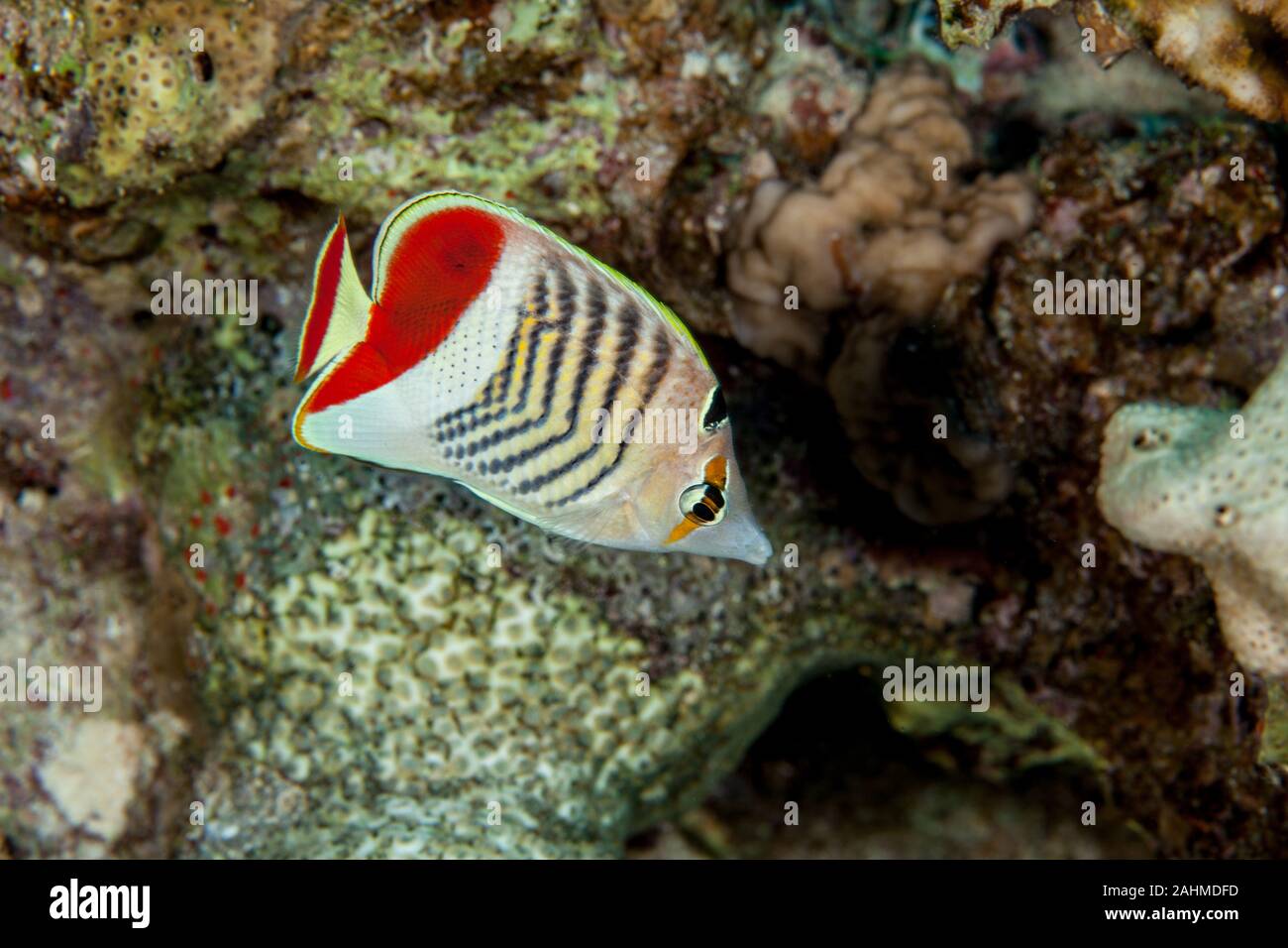 Chaetodon paucifasciatus, Ahl 1923, Eritrean butterflyfish Stock Photo ...