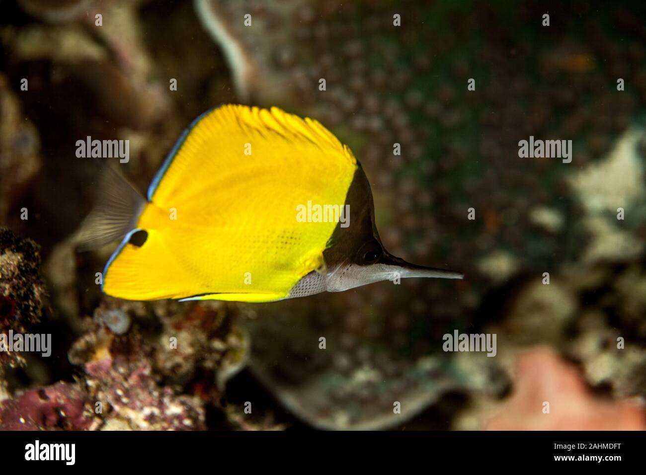 Forcipiger longirostris, commonly known as the longnose butterflyfish ...