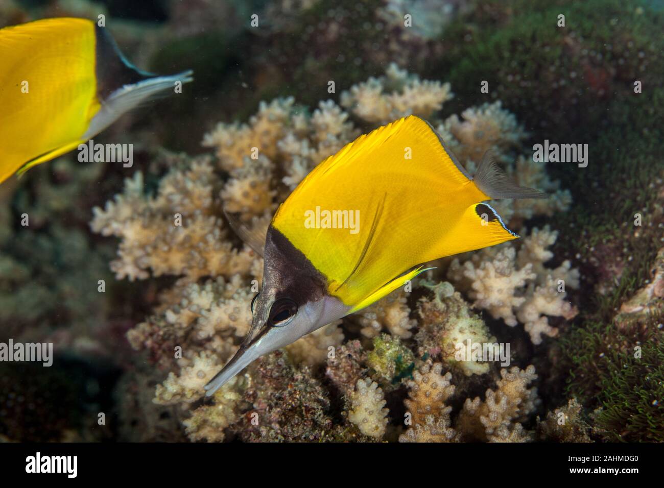 Forcipiger longirostris, commonly known as the longnose butterflyfish ...