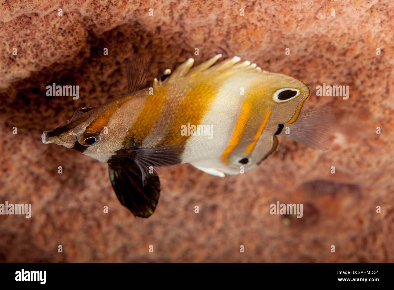 Coradion melanopus, known commonly as the twospot coralfish Stock Photo ...