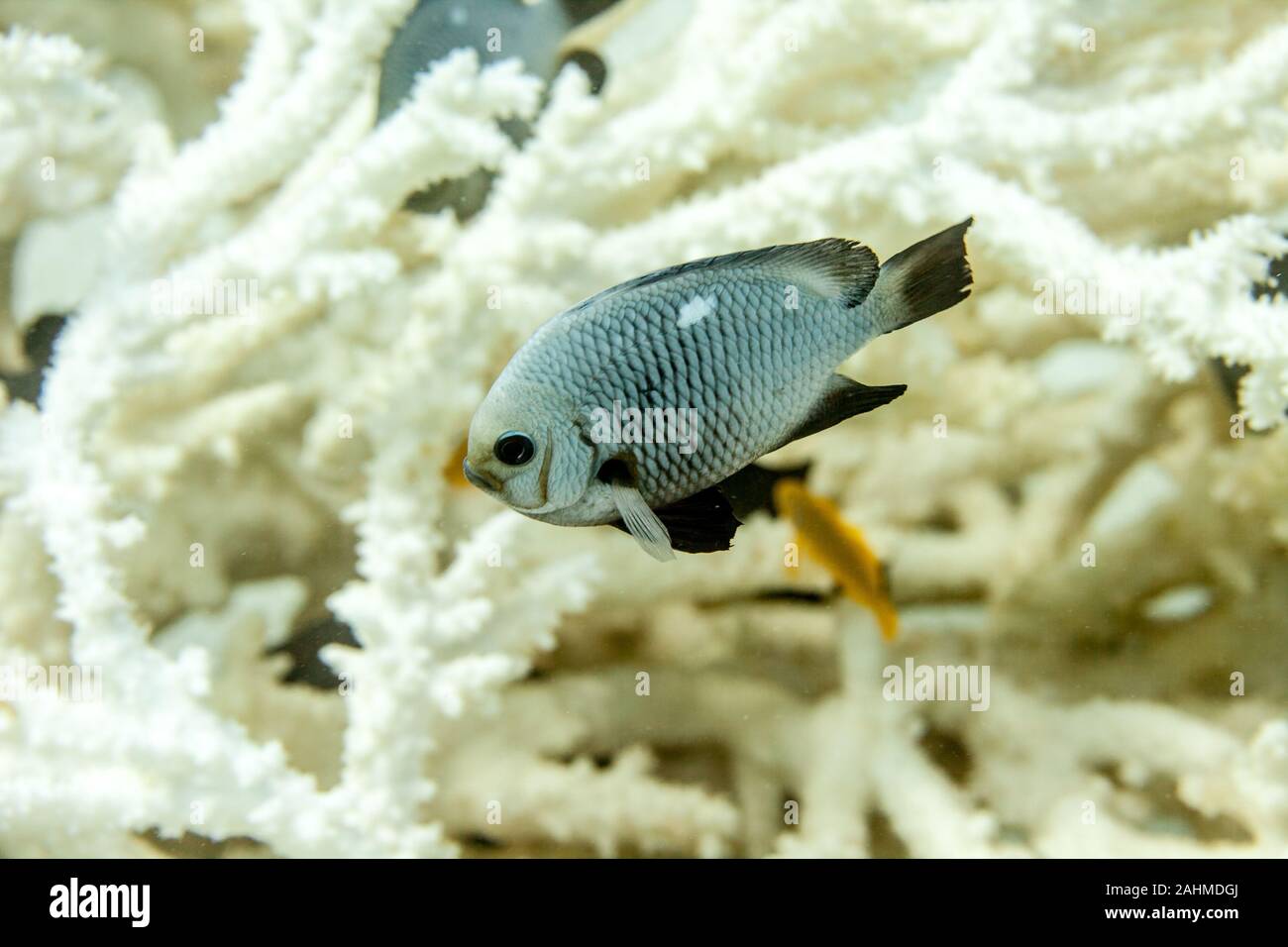 Black Coral Fisch Damselfish Stock Photo - Alamy