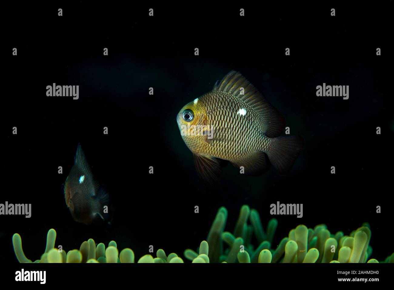 Black Coral Fisch Damselfish Stock Photo - Alamy