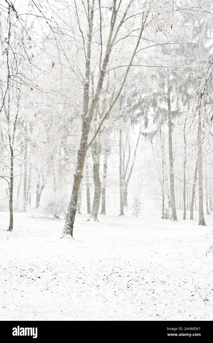trees landscape in winter under snow Stock Photo - Alamy